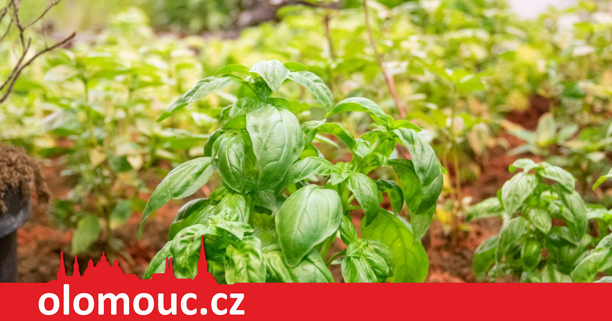 Obrazem: Začala letní Flora - OLOMOUC.CZ